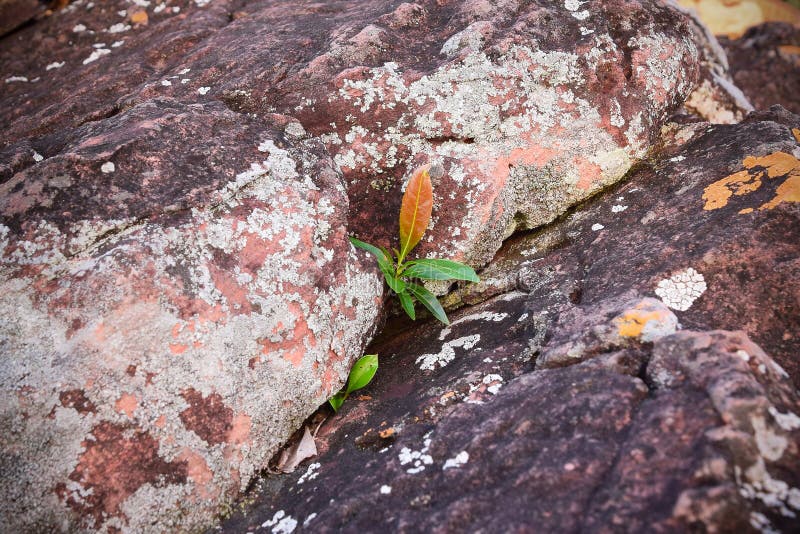 Plants Growing on the Rocks, the Concept of a Difficult Life. only the ...