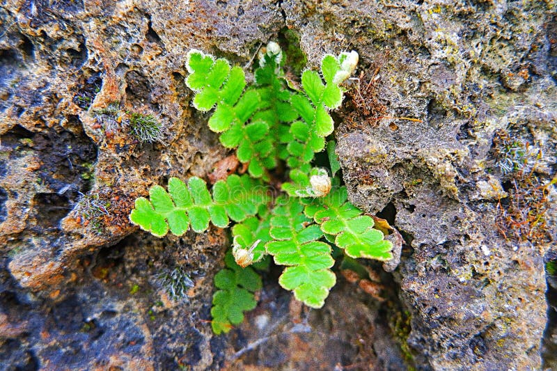 Plants Growing between Rocks Stock Photo - Image of stone, grass: 278232530