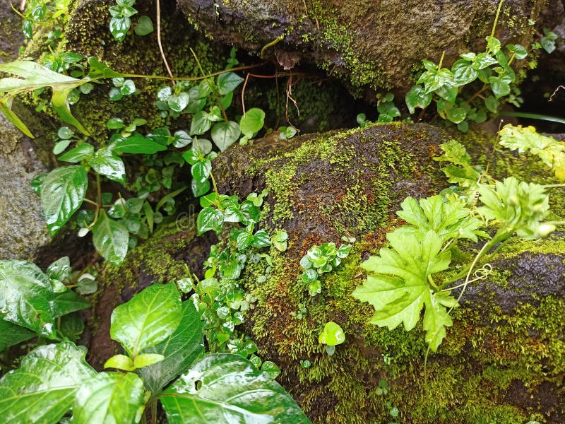 Plants Growing on the Rocks Stock Photo - Image of moos, nature: 209372322