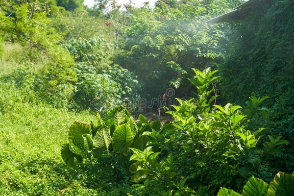 Plants Growing in Rural Fields Outdoors Stock Photo - Image of garden ...