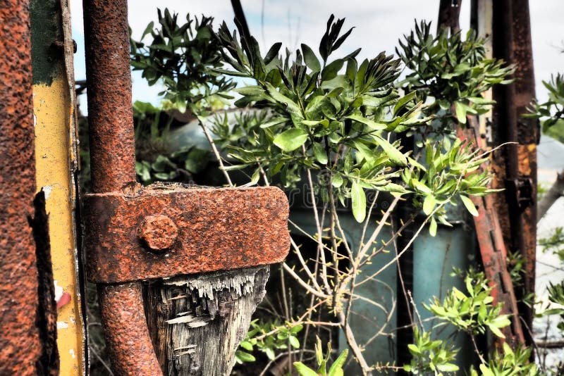 Plants Growing in a Rusty Metallic Object Stock Image - Image of stone ...