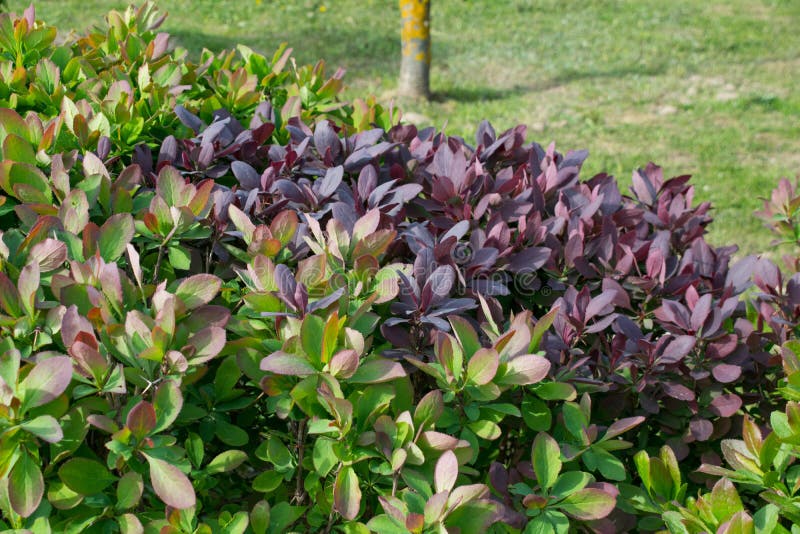 Plants Growing in the Spring Park of Flowering Shrubs Stock Photo ...