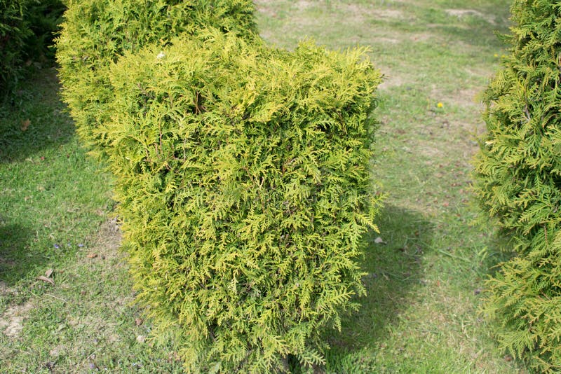 Plants Growing in the Spring Park of Flowering Shrubs Stock Photo ...
