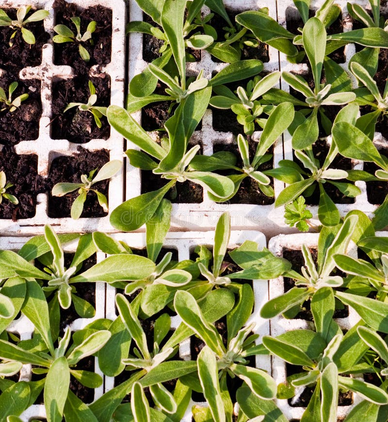 Plants growing in trays. stock photo. Image of growth - 14396404