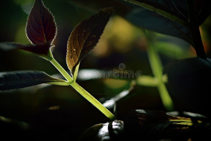 Plants Growing Up Around the Garden Stock Image - Image of nature ...