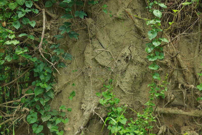 Plants is Growing in the Wall Made of Mud Stock Photo - Image of fresh ...
