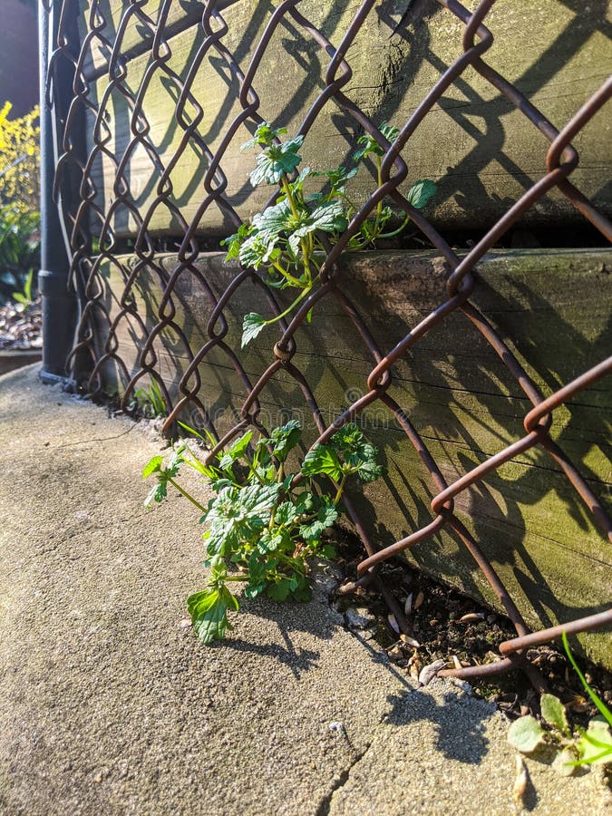 Plants Growing on a Wire Fence Stock Image - Image of wire, sidewalk ...