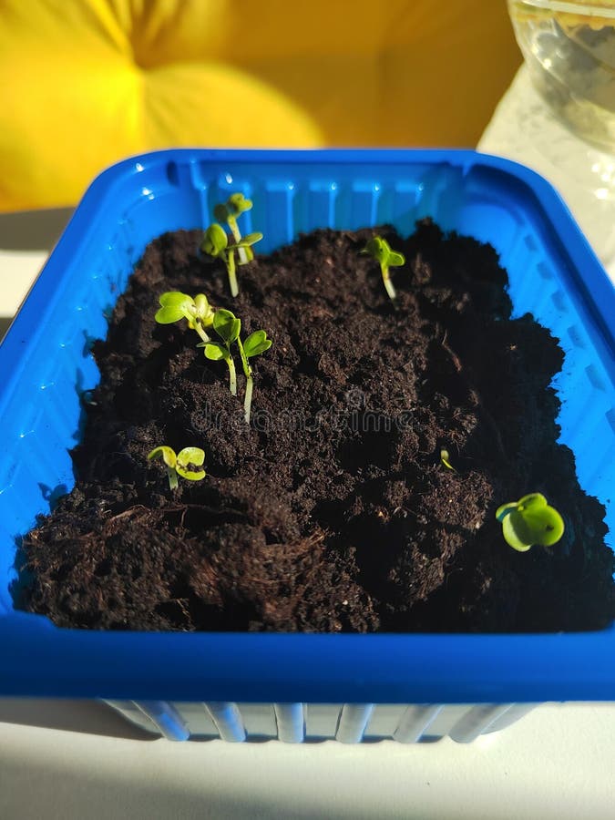 Plants Growth from Seed in a Blue Pat Stock Image - Image of wall ...