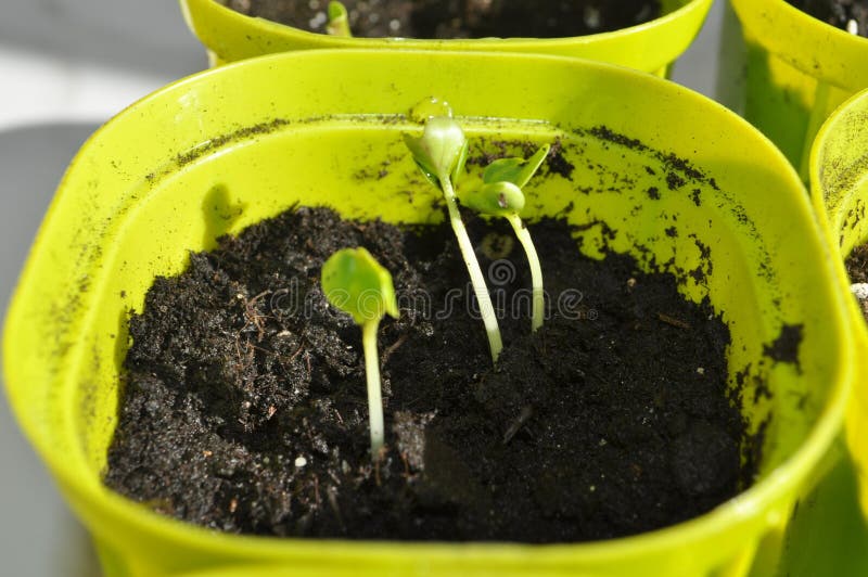 Plants Growth from Seed in a Green Pat Stock Image - Image of light ...