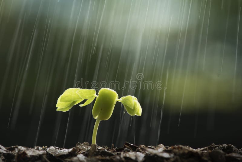 Plants Growth from Seed with Raining. Stock Image - Image of beauty ...
