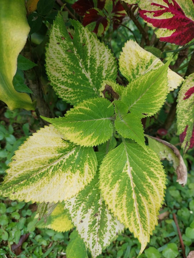 Plants that Have Beautiful Leaves and Patterns and Colors Stock Photo ...