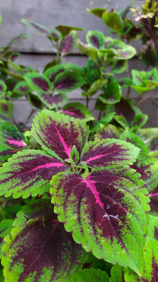 Plants that Have Green Leaves, but Have a Red Line in the Middle Stock ...