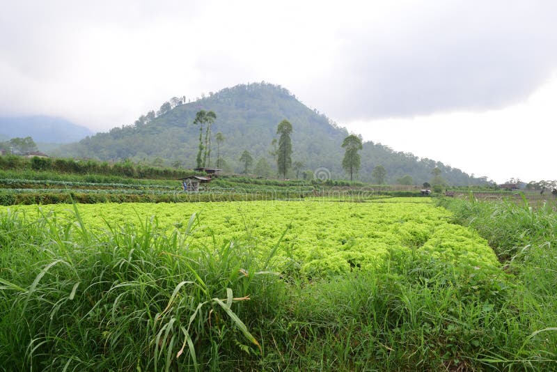 Plants in the Highlands Located in East Java Stock Image - Image of ...