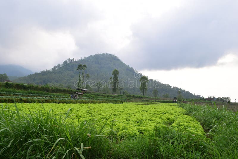 Plants in the Highlands Located in East Java Stock Image - Image of ...