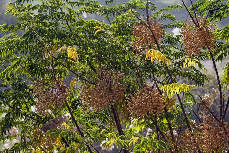Plants in the Hula Nature Reserve Stock Photo - Image of valley ...