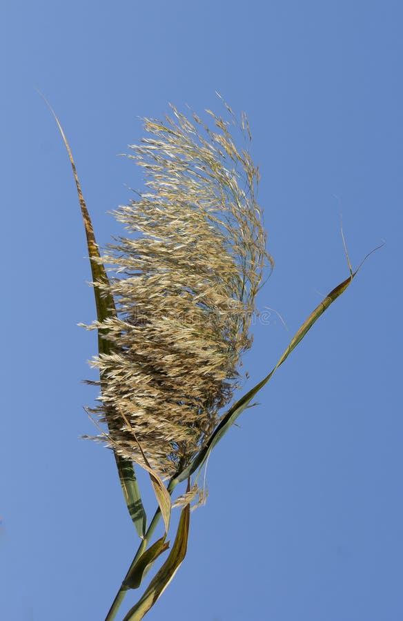 Plants in the Hula Nature Reserve Stock Image - Image of plant, heights ...