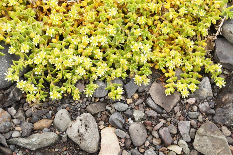 Plants in Iceland - Yellow Flowers Stock Image - Image of natural ...