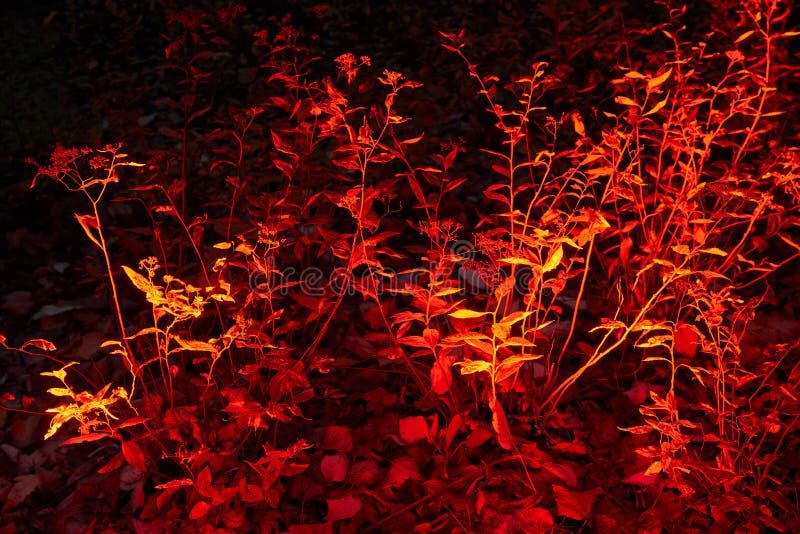 Red plants stock image. Image of outdoors, light, autumn - 103089709