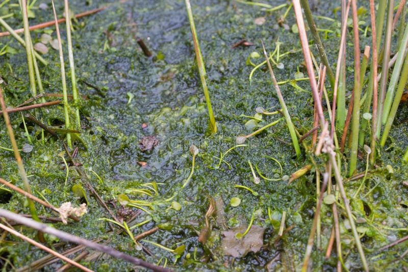 Green water swamp stock image. Image of pond, filled - 113177987