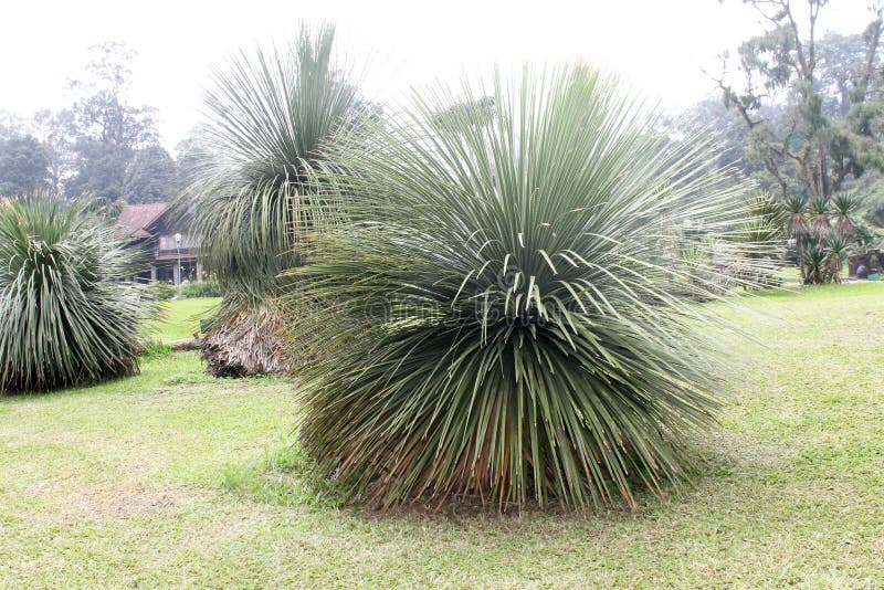 Plants with Interesting Forms Stock Photo - Image of south, indonesia ...