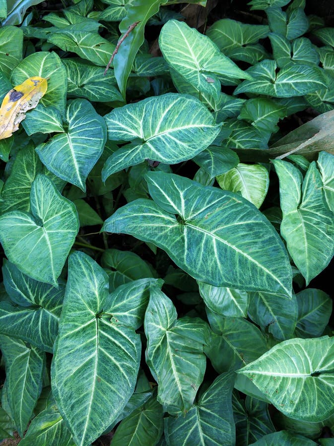 Plants in the Jungle are Large Green Leaves Stock Photo - Image of ...