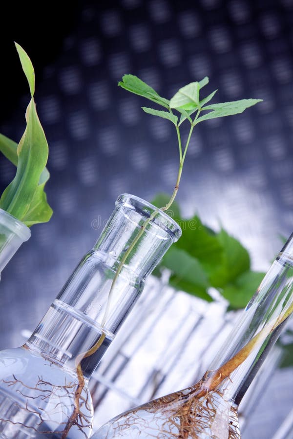 Marine Plankton or Microalgae Culture into a Test Tube in Laboratory ...