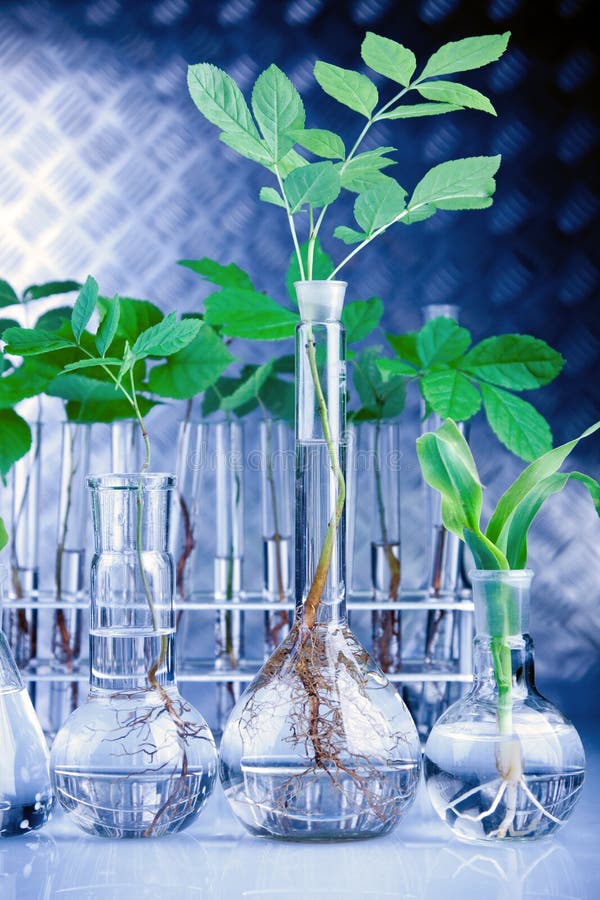 Plants in laboratory stock photo. Image of biology, biochemistry - 14568870