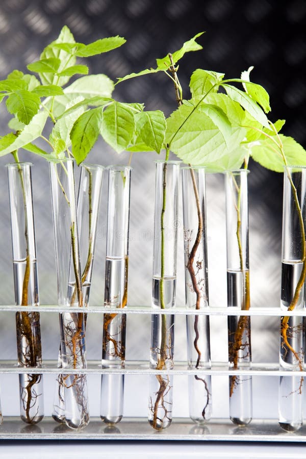 Plants and laboratory stock photo. Image of biological - 15997532