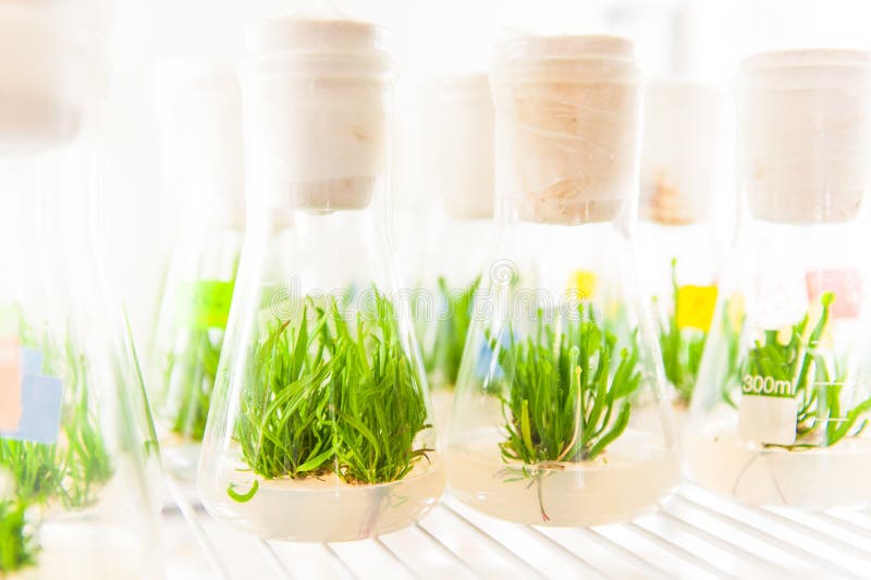 Plants in laboratory stock photo. Image of biotechnology - 14568862