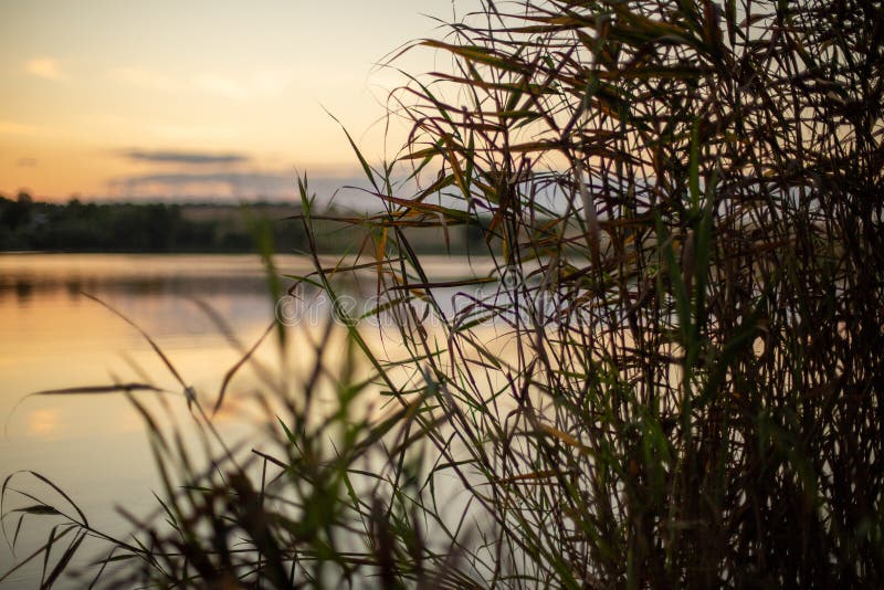 Plants and Lake Gleaming Under the Beautiful Sunset Stock Image - Image ...