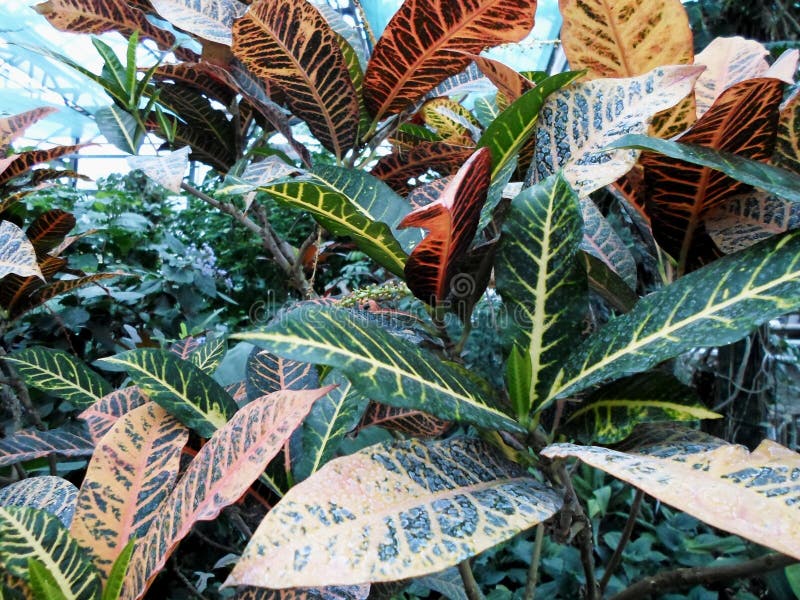 Plants with Large Multi-colored Leaves, Croton, Codyium Stock Image ...