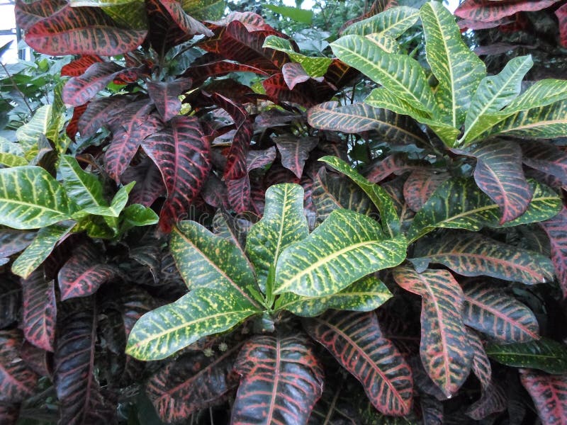 Plants with Large Multi-colored Leaves, Croton, Codyium Stock Photo ...