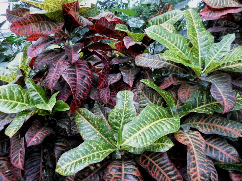 Plants with Large Multi-colored Leaves, Croton, Codyium Stock Photo ...