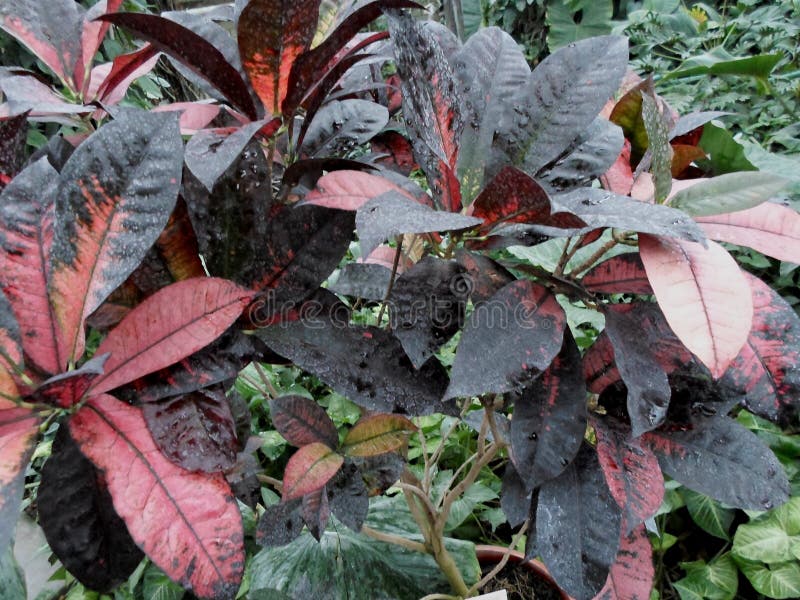 Plants with Large Multi-colored Leaves, Croton, Codyium Stock Photo ...
