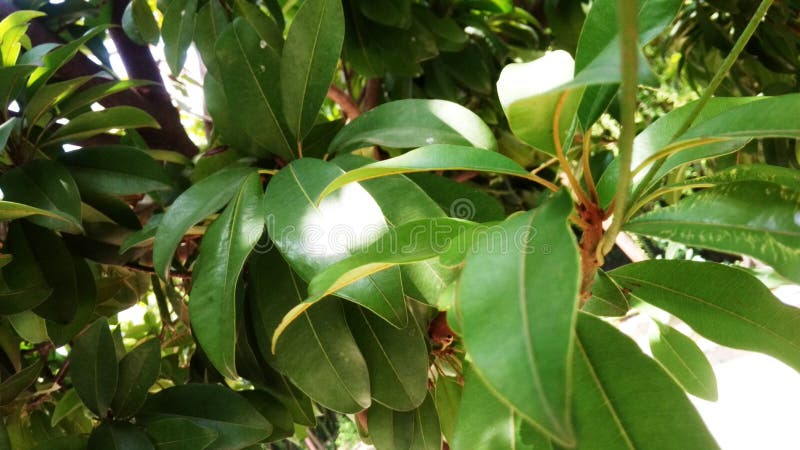 Plants Leaf is Green Colour.Steam is Green.Leaf is Soft Stock Photo ...