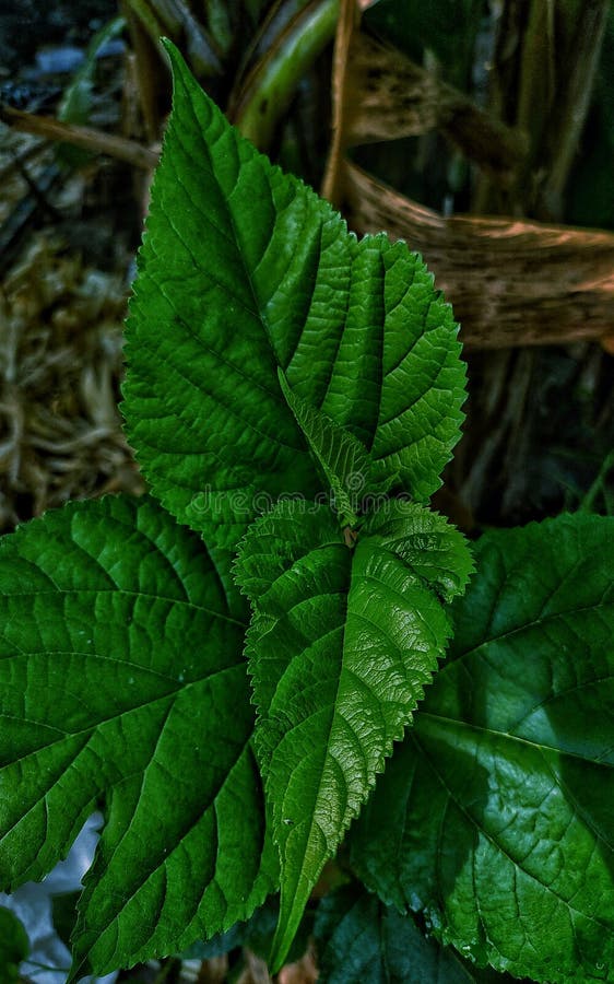 PLANTS LEAF NATURE NATURAL ORIGINAL Stock Photo - Image of nature ...