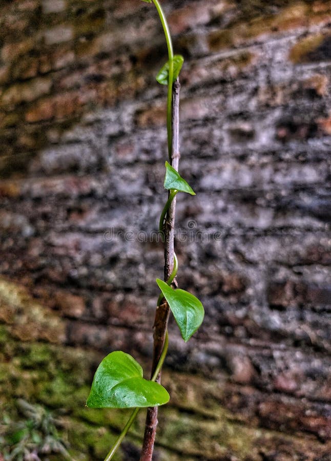 PLANTS LEAF NATURE NATURAL ORIGINAL Stock Image - Image of shrub ...