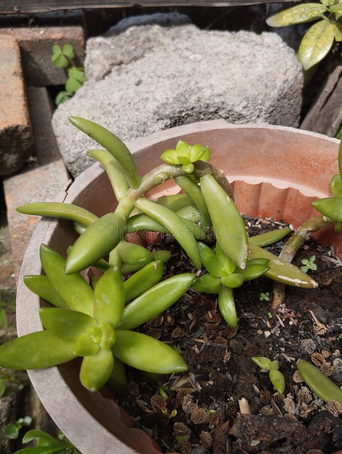 Plants that Learn To Grow with Sunlight Stock Photo - Image of green, plants: 399844040