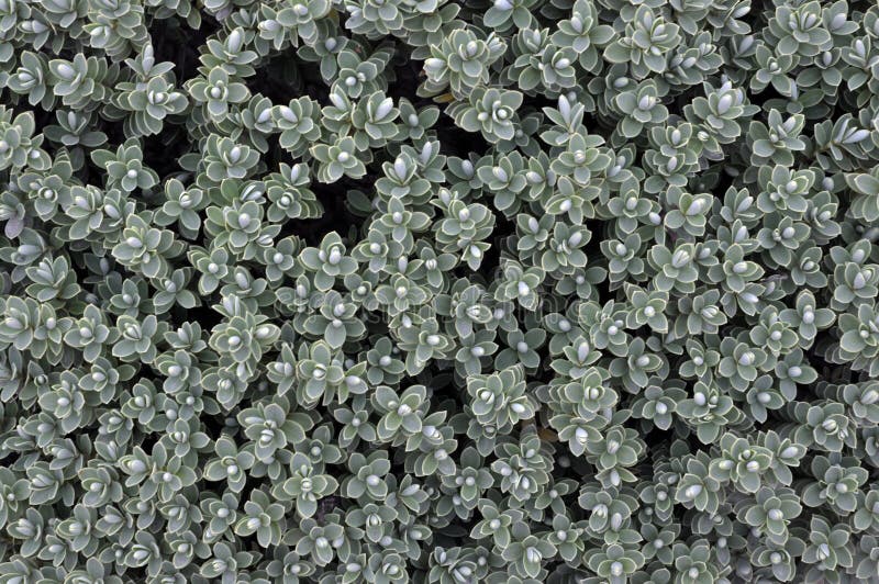 Plants with Light Green Leaves Stock Photo - Image of garden, natural ...