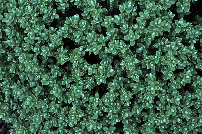 Plants with Light Green Leaves Stock Photo - Image of garden, natural ...