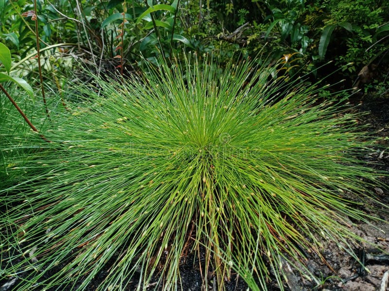 Plants that Live in Humid Areas? Stock Photo - Image of plant, lawn ...