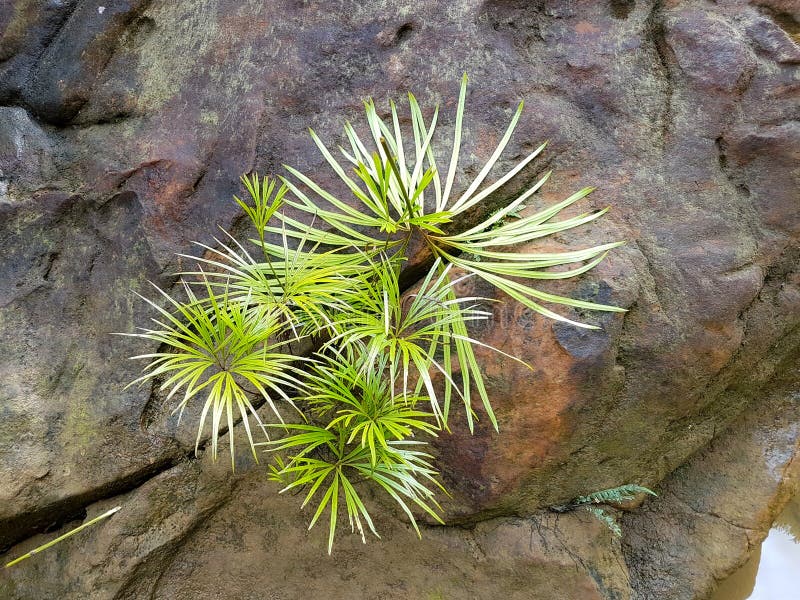 Plants that Live on Rocks in the Kalimantan Forest Stock Image - Image ...