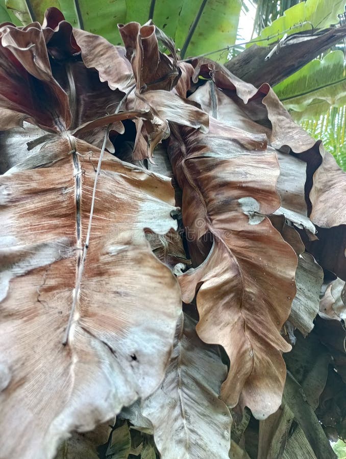 Plants that live on trees stock image. Image of live - 325761205