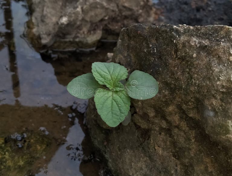 Plants living on rocks stock image. Image of floral - 371023971