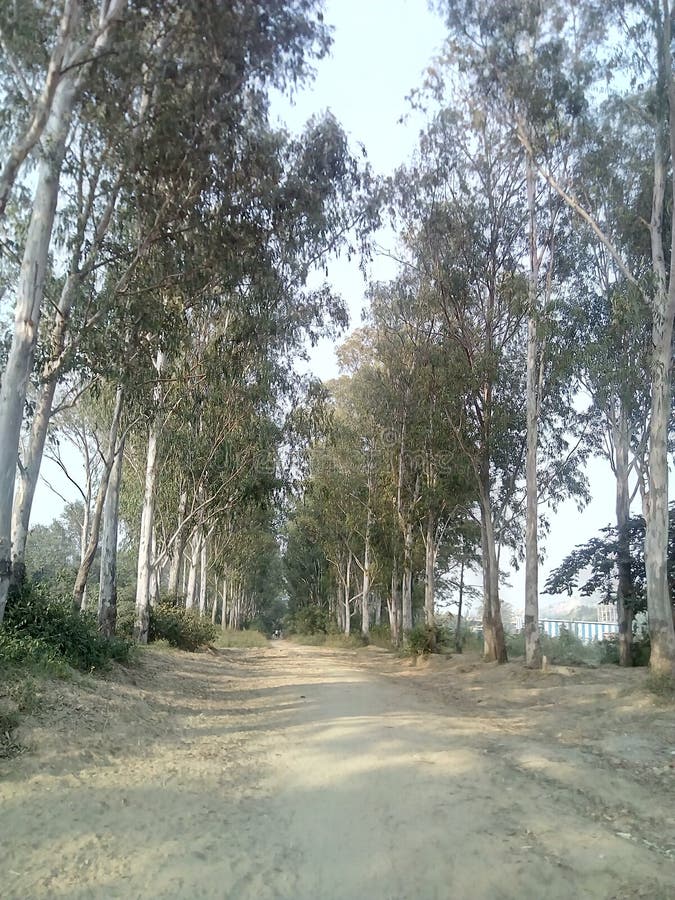 stock photo. Image of plants, woods, liptus, trees - 131156282