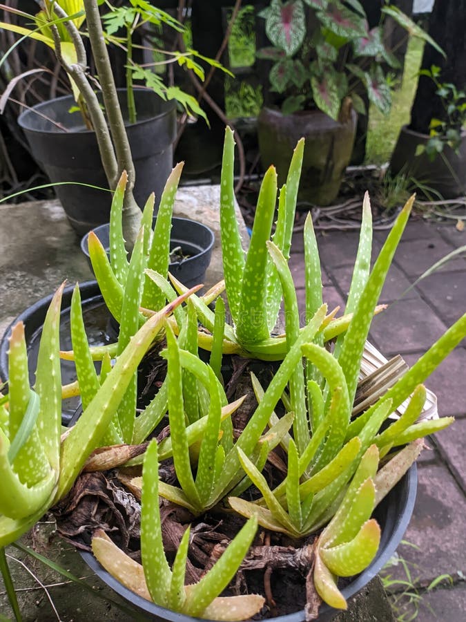 Plants that Look Strange but Have Many Benefits for Us Stock Image ...