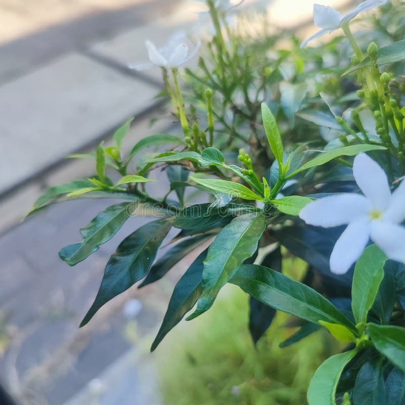 Plants with lush leaves stock photo. Image of blossom - 269792274