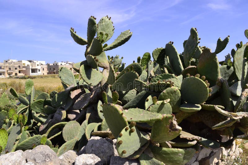 Plants of Malta stock photo. Image of tourism, sunbathing - 56127746