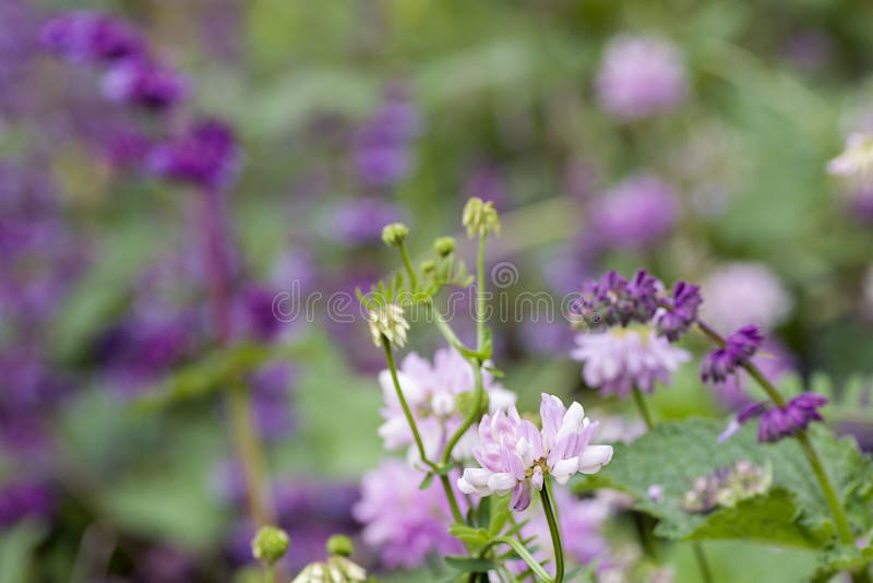Plants of Meadows and Fields Stock Image - Image of field, plant: 73200029