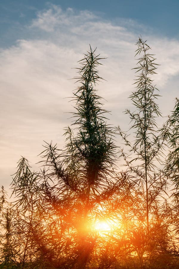 Plants of Meadows and Fields - Hemp, Cannabis, Marijuana. Stock Image ...